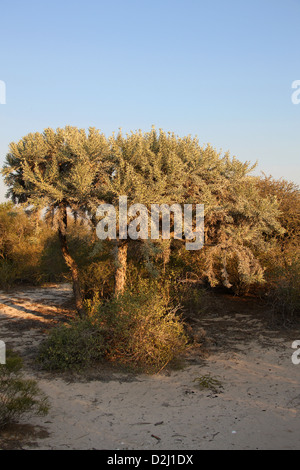 Silver Thicket, a Madagascan Spiny Forest Tree, Euphorbia stenoclada ...