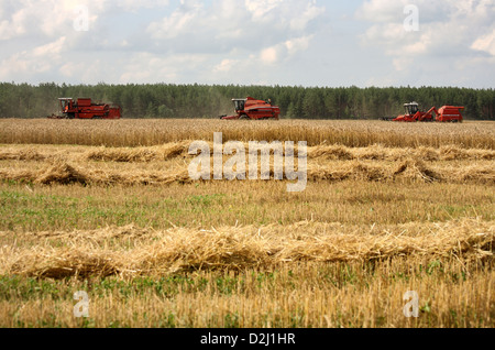 Babcy, Belarus, combine harvester a collective farm in the grain ...