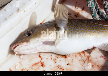 A newly caught Atlantic cod lying in a trough on a boat Stock Photo - Alamy
