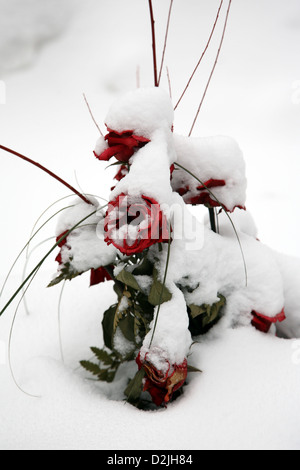 Red roses flower under snow Stock Photo - Alamy