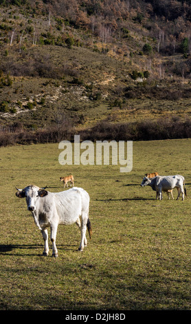 Gascon cattle in winter pastures, French Pyrenees Stock Photo - Alamy