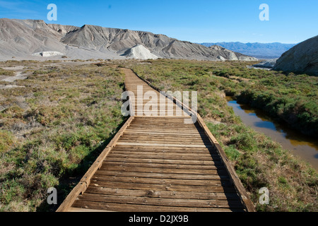 The salt springs pupfish, Cyprinodon salinus, endemic in Death Valley ...