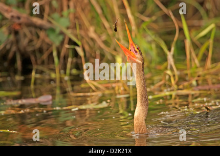 Closeup portrait of Anhinga Snakebird (Anhinga anhinga) hunting with ...