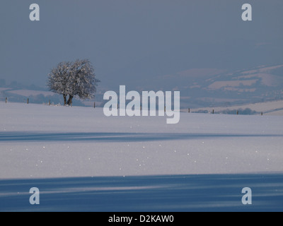scenic view of tree covered with snow with fog in the sunset Stock ...