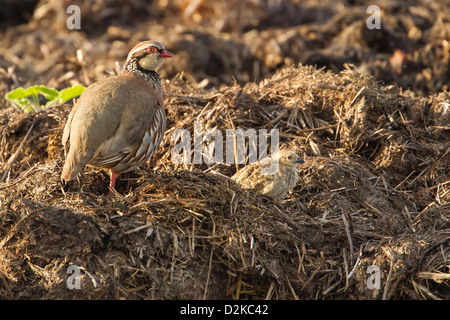 Female red-legged partridge (Alectoris rufa) guiding her chicks in a ...