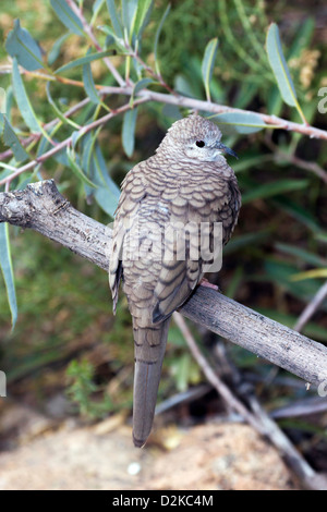 Inca Dove (Columbina inca) Aves Stock Photo - Alamy