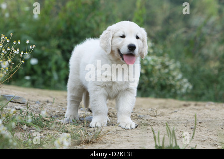 Golden retriever standing on field against clear sky Stock Photo - Alamy