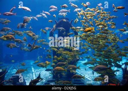 Fish in the Atlantis Hotel aquarium area know as The Dig, Paradise ...