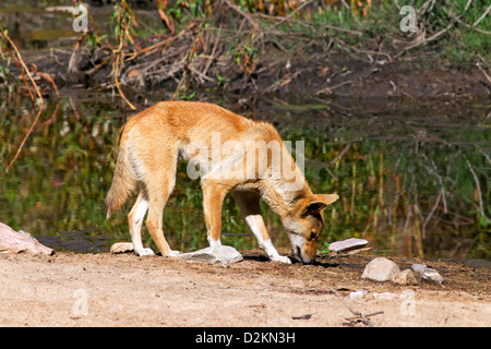 An Australian Dingo at a water hole in central Australia Stock Photo ...