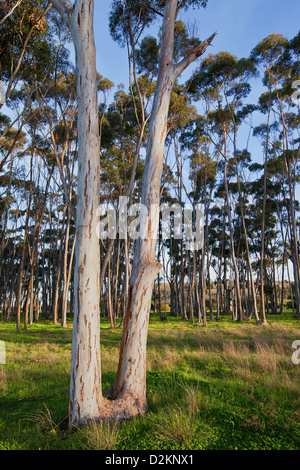 Gum tree grove Stock Photo - Alamy