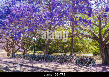 Flowering jacaranda trees, University of Queensland, Brisbane ...