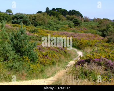 A view of Ham Common Poole Dorset UK Stock Photo - Alamy