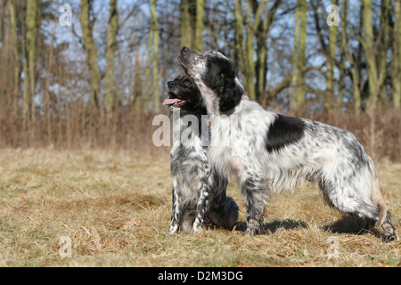 Dog English Setter two adults (blue Belton) in a meadow Stock Photo - Alamy