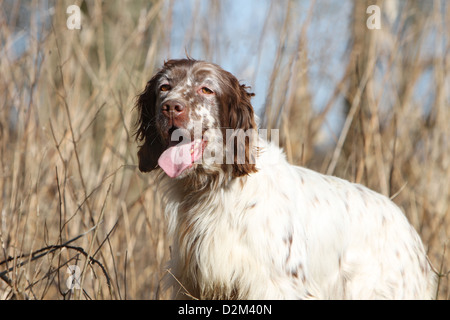 Dog English Setter adult (orange Belton) portrait profile Stock Photo ...