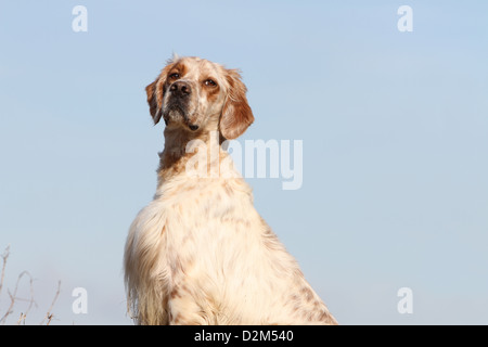 Dog English Setter adult (orange Belton) portrait Stock Photo - Alamy