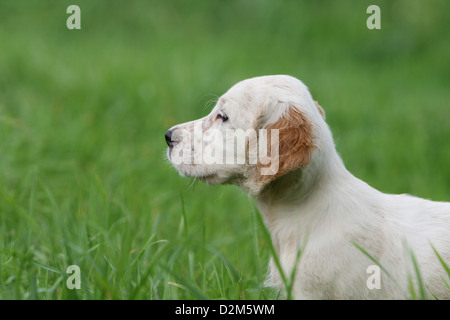 English setter dog profile portrait looking aside isolated on black ...