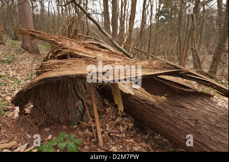 Splint on a tree trunk Stock Photo - Alamy