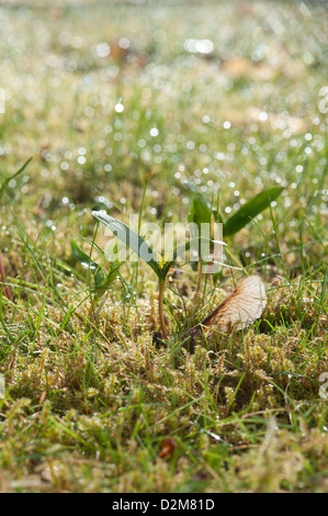 Sprout new growth of wind blown tree seed sycamore in morning dew ...