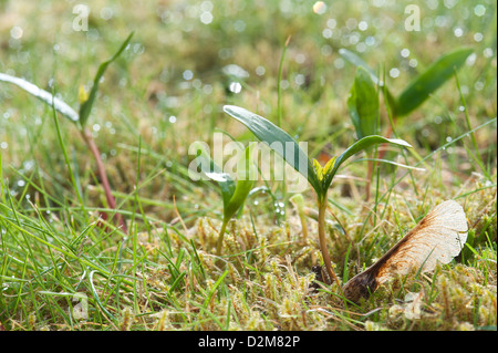 Sprout new growth of wind blown tree seed sycamore in morning dew ...