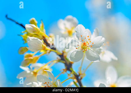 White tender apple tree flowers with a bee. Spring background ...
