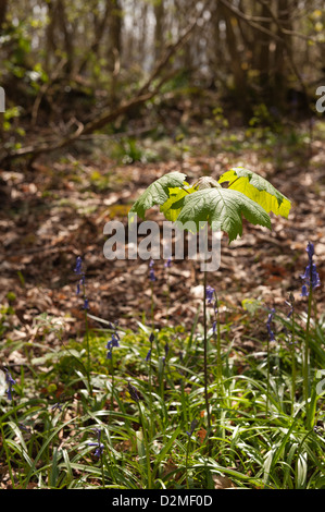 Sprout new growth of wind blown tree seed sycamore in morning dew ...