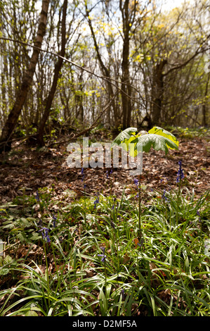Sprout new growth of wind blown tree seed sycamore in morning amongst ...