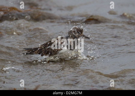 Ruddy Turnstone Arenaria interpres Shetland, Scotland, UK Stock Photo ...
