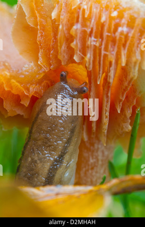 Bourguignat's Slug, (Arion circumscriptus), feeding on Meadow waxcap ...