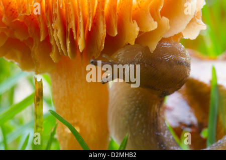 Bourguignat's Slug, (Arion circumscriptus), feeding on Meadow waxcap ...