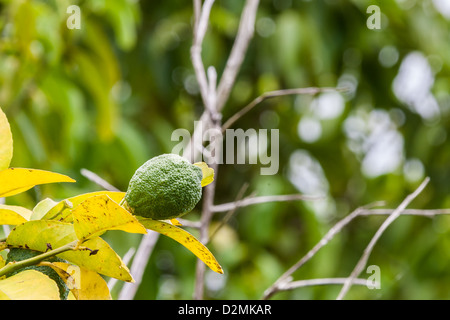 Kaffir Lime from Madagascar on tree Stock Photo - Alamy