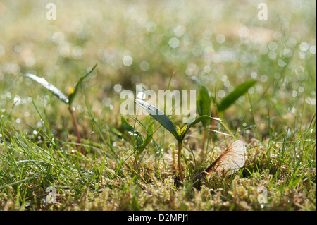 Sprout new growth of wind blown tree seed sycamore in morning dew ...