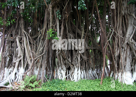 It's a photo of a Banian or Banyan Tree Root in a city of Saigon in ...