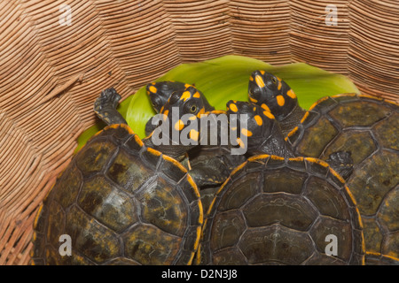 Yellow Spotted River Turtles Podocnemis Unifilis Young Eight Month