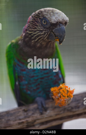 hawk-headed parrot (Deroptyus accipitrinus), two hawk-headed parrots ...