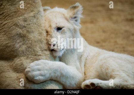 A six month old white lion cubs walk around during the presentation of ...