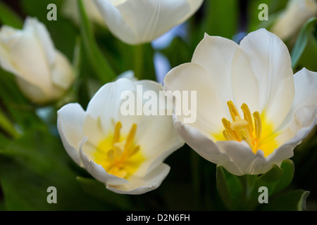 White tulip flowers Stock Photo - Alamy