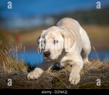 Puppy labrador retriever in the white studio Stock Photo - Alamy
