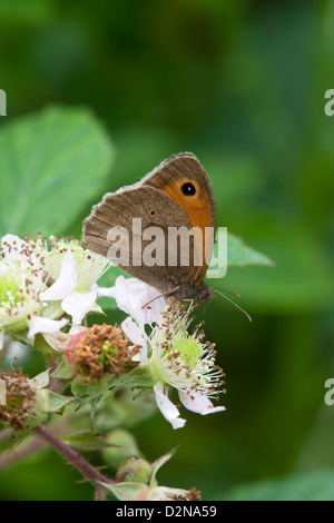 Gatekeeper - Pyronia tithonus Stock Photo - Alamy