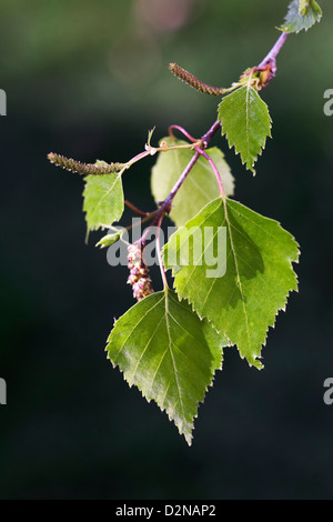 Betula sp Betula sp Stock Photo - Alamy
