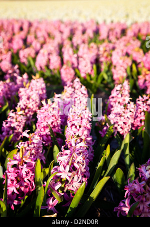 Field of bright colorful pink hyacinths in the garden Stock Photo - Alamy