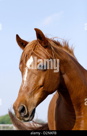 Morgan Horse Portrait Stock Photo - Alamy