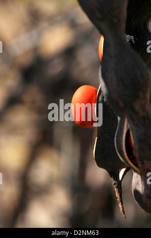 A Southwestern Coral Bean plant, Colorines, (Erythrina flabelliformis ...