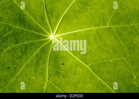 Horizontal close-up of a green star-shaped peony seed capsule ...