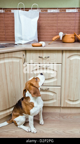 Kitchen pilferers. Now we know who steals meal! Stock Photo - Alamy