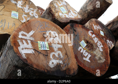 Tree trunks in the logport of Logpont Timbers Rimbunan Hijau (PNG ...