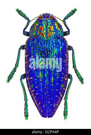Beetle, (Polybothris sumptuosa) Blue, MADAGASCAR, Stacked Focus, set ...