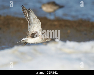 Grey Plover in flight Stock Photo - Alamy