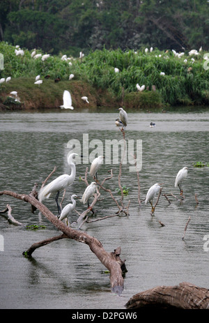 Dimorphic Egrets, Madagascar Herons, Egretta dimorpha, Ardeidae. White ...