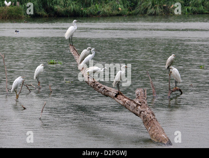 Dimorphic Egret, Madagascar Heron, Egretta dimorpha, Ardeidae. White ...