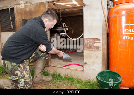 Gamekeeper feeding day old pheasant chicks in a rearing shed on a ...